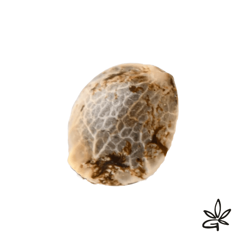 🥇🌱Respeto x5 - French Touch Seed - Gardenz CBD Shop🌱🥇