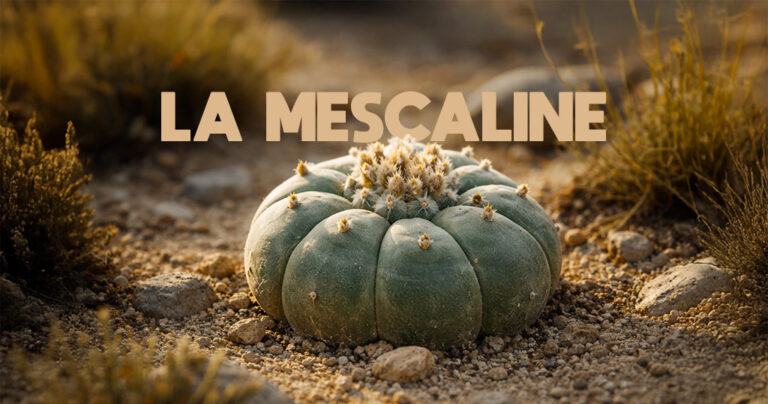Guide complet sur la mescaline : effets, origine et précautions